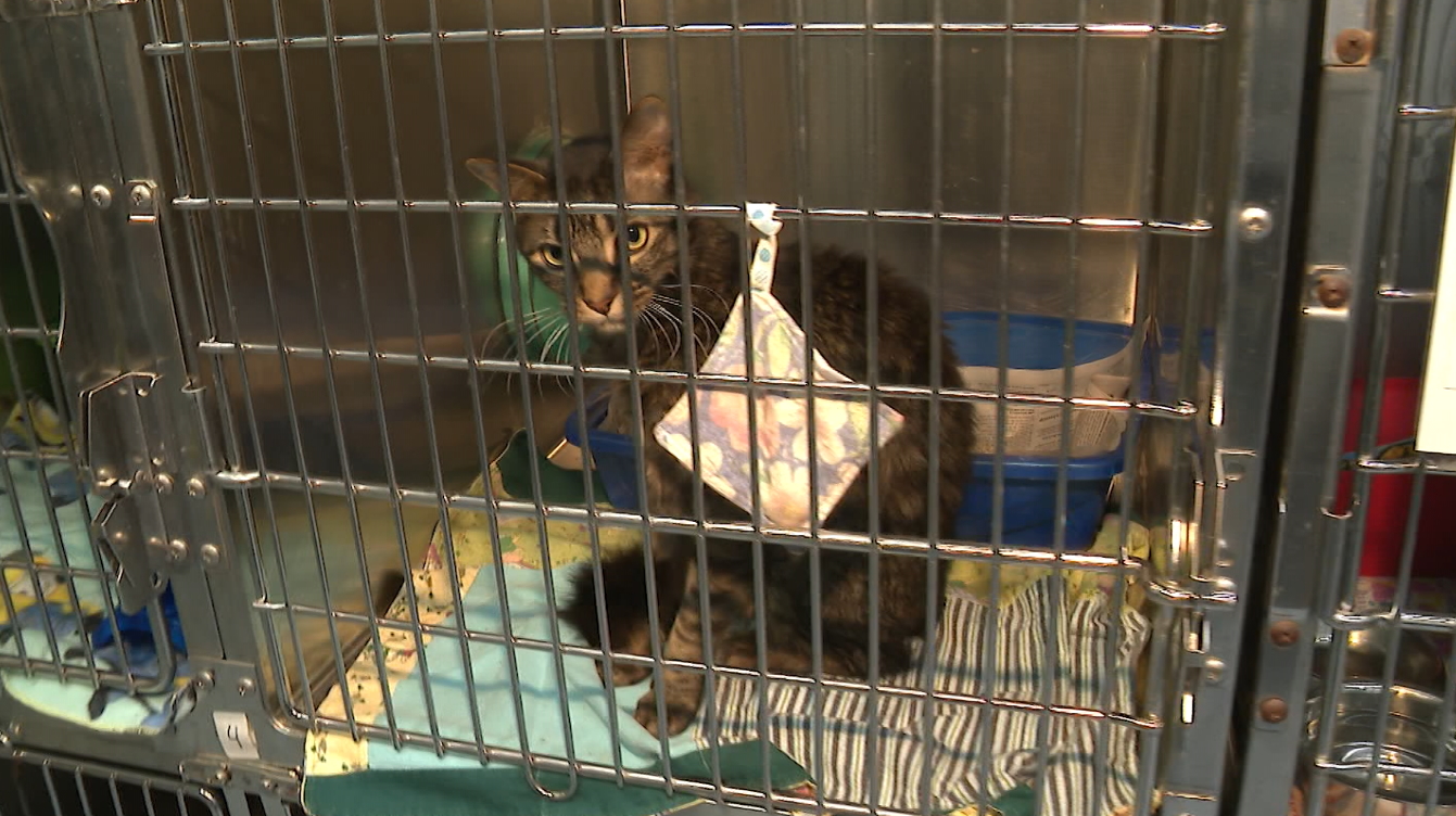 La SPCA de l'Outaouais à pleine capacité - TVA Gatineau