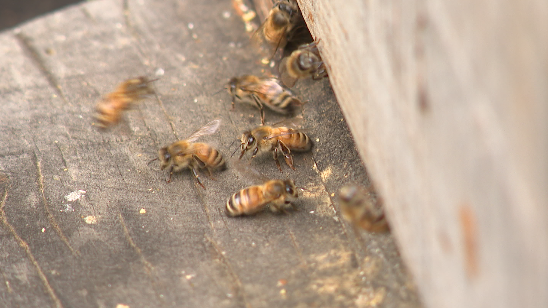 Mortalité des abeilles : jusqu'à 60% de pertes pour les apiculteurs ...