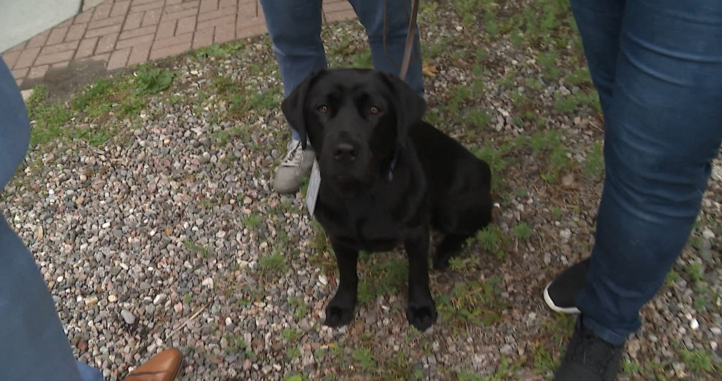 Entrevue du jour - La chienne labrador Macy's sera en garde partagée ...