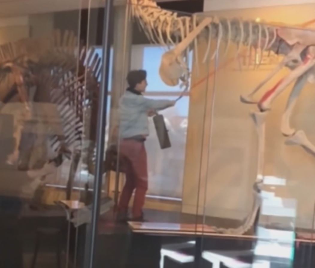 Musée de la nature: un militant asperge un squelette de peinture - TVA ...