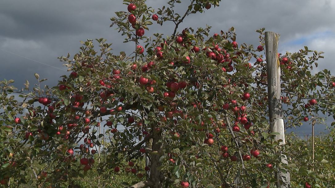 La saison des pommes bat son plein ! - TVA Gatineau